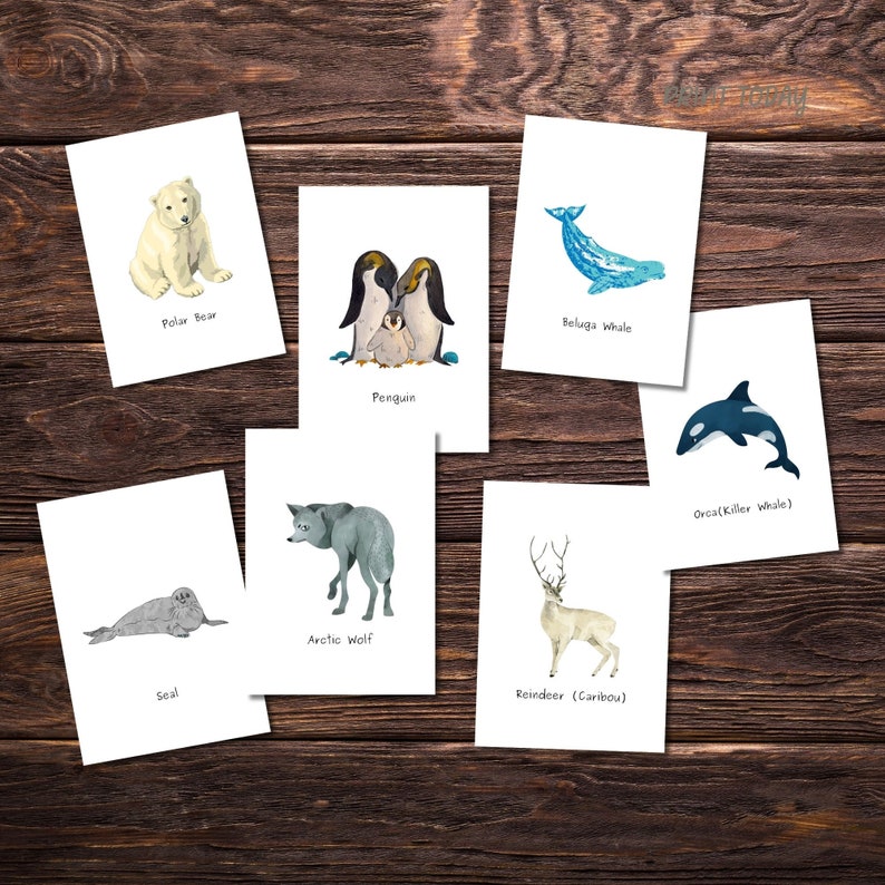 Set of 7 Polar Animals Flashcards Montessori Flash Cards - Etsy Canada