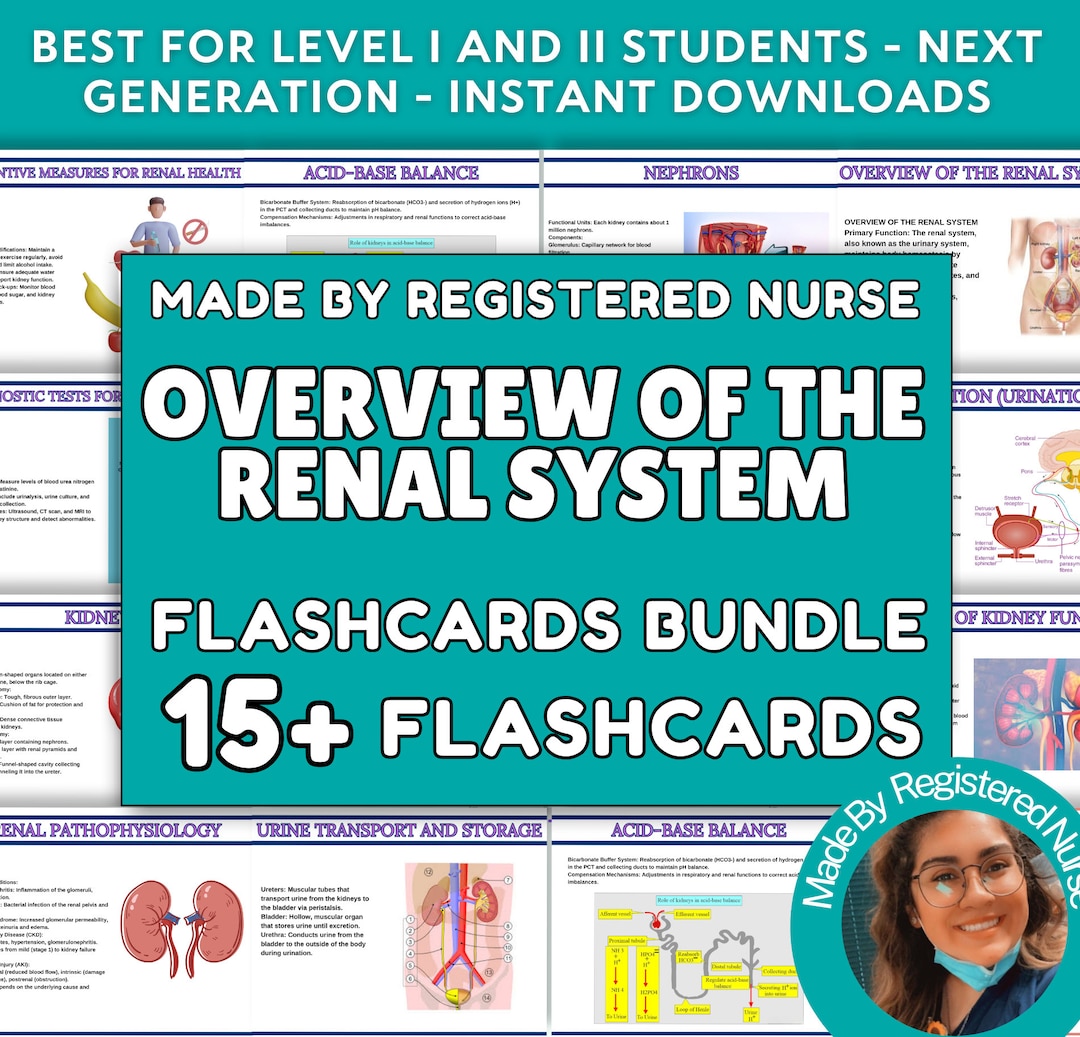Overview of the Renal System Flash Cards | 15 Detailed Anatomy ...
