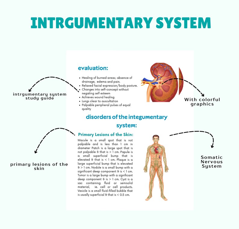 Integumentary System Study Guide: Anatomy & Physiology Notes (digital ...