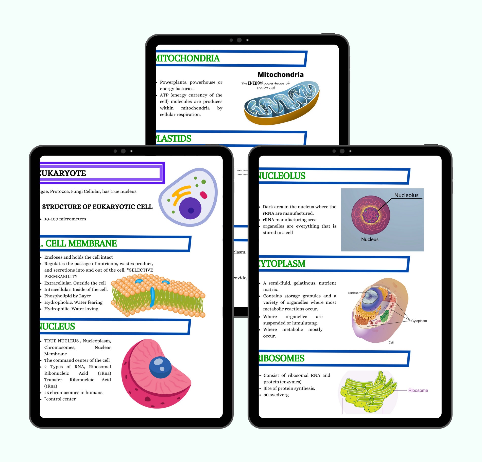 Microbiology Notes: Medical Student Masterclass Cheat Sheet (digital ...
