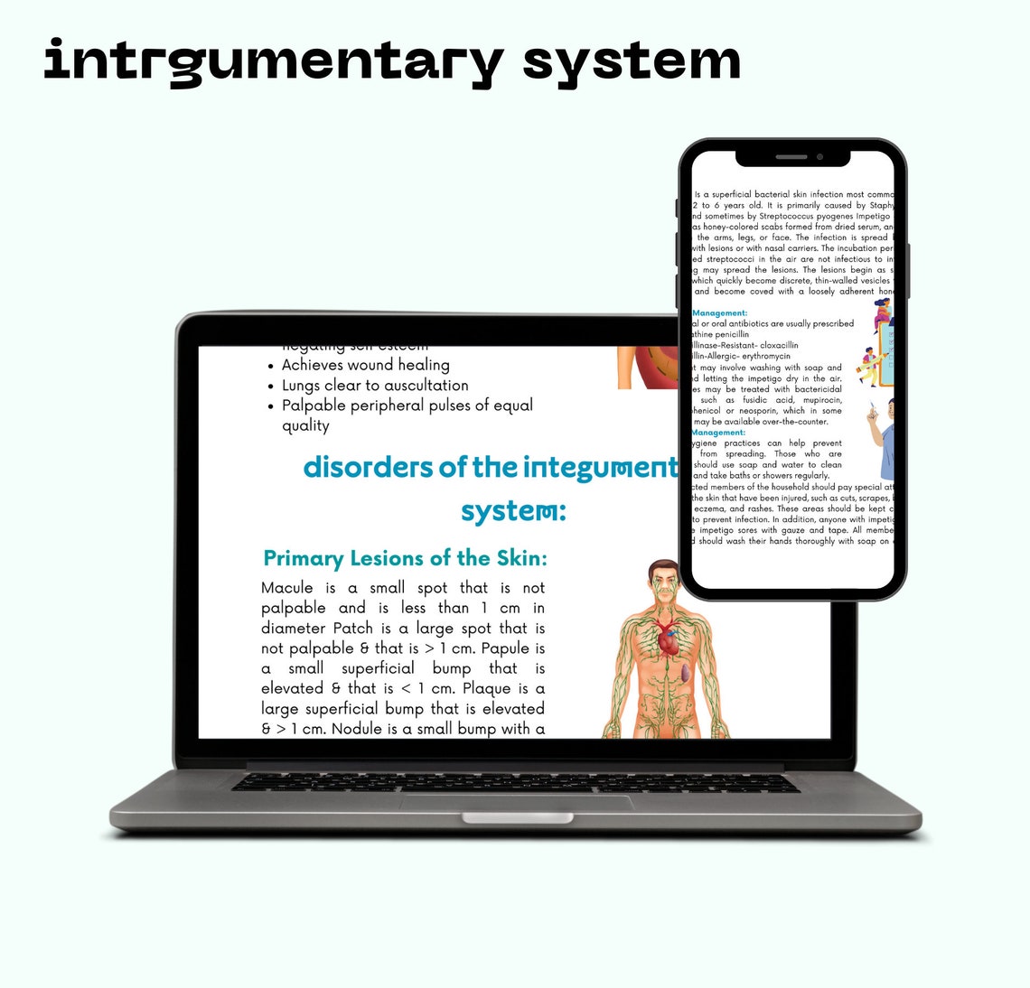 Integumentary System Anatomy Worksheets Skin Activities Human Body ...