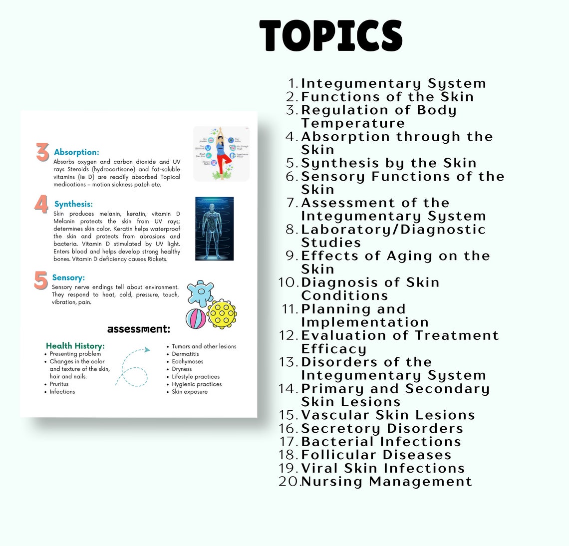 Integumentary System Anatomy Worksheets Skin Activities Human Body ...