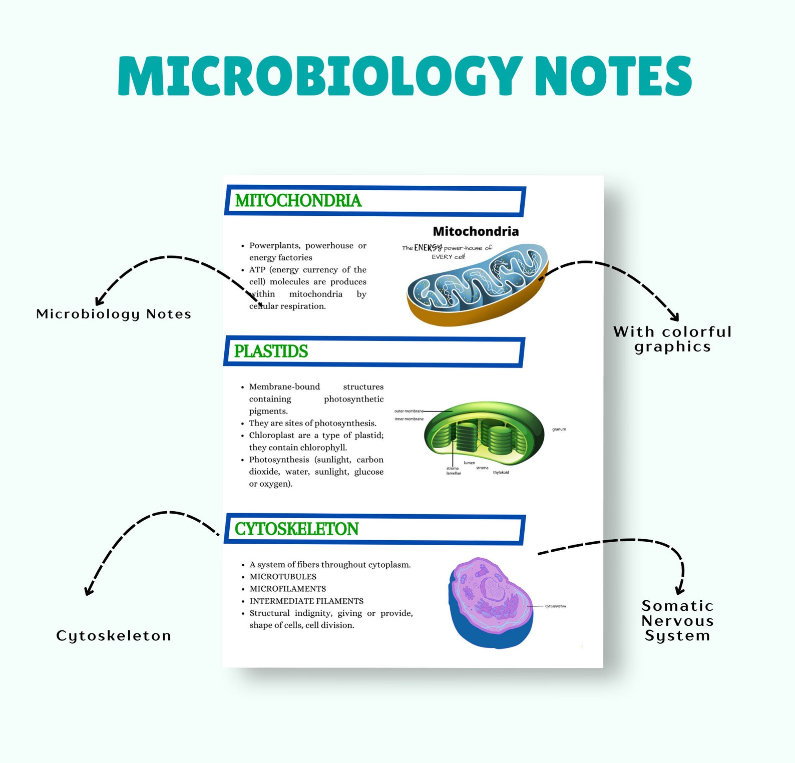 Microbiology Notes: Medical Student Masterclass Cheat Sheet (digital ...