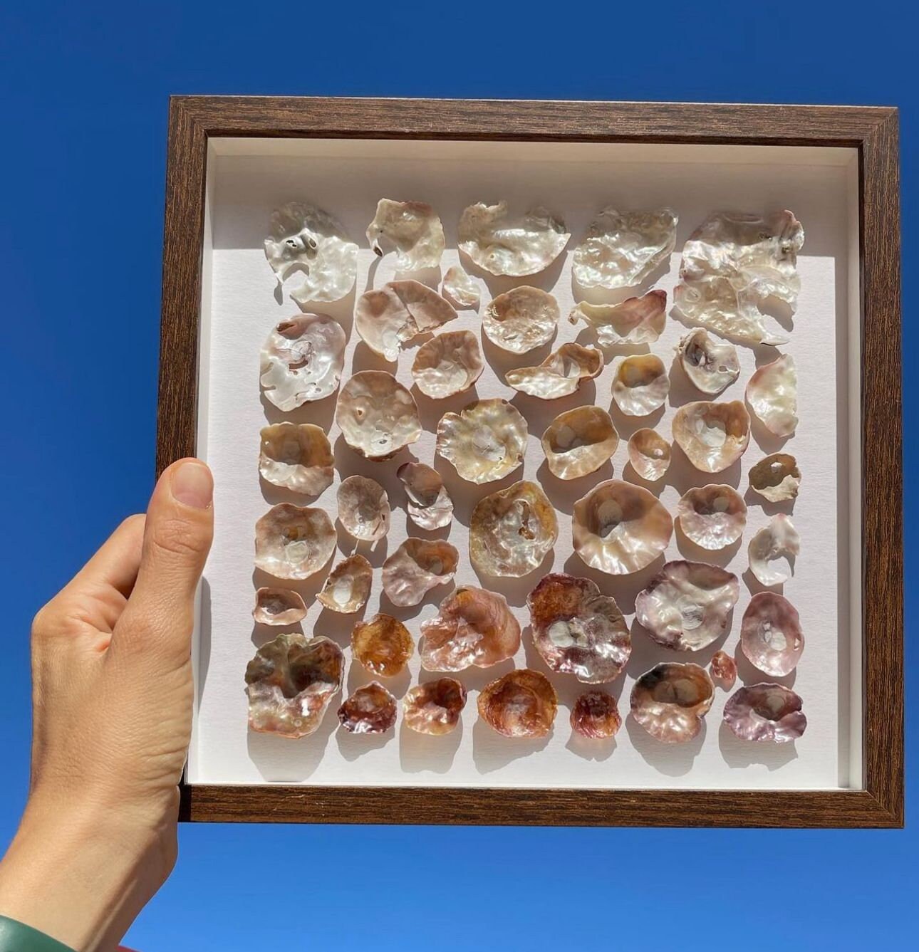 Beautiful Framed Seashell Art Made of Seashells Ethically Hand-picked ...