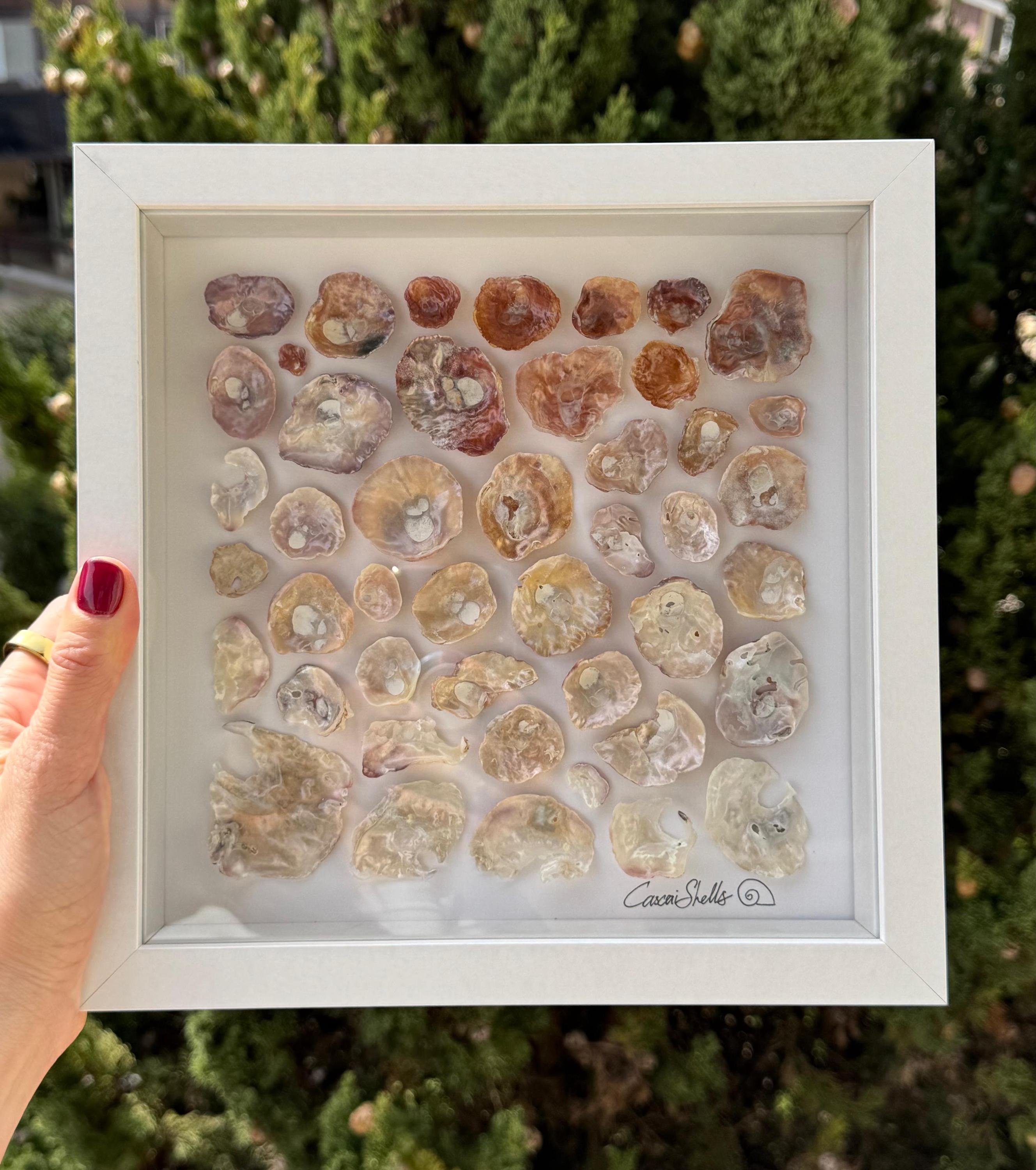 Beautiful Framed Seashell Art Made of Seashells Ethically Hand-picked ...