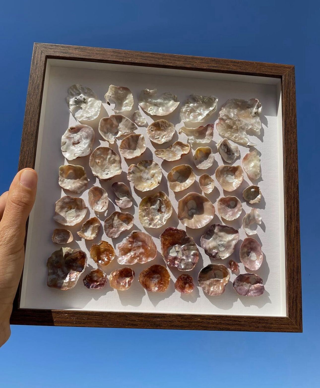 Beautiful Framed Seashell Art Made of Seashells Ethically Hand-picked ...