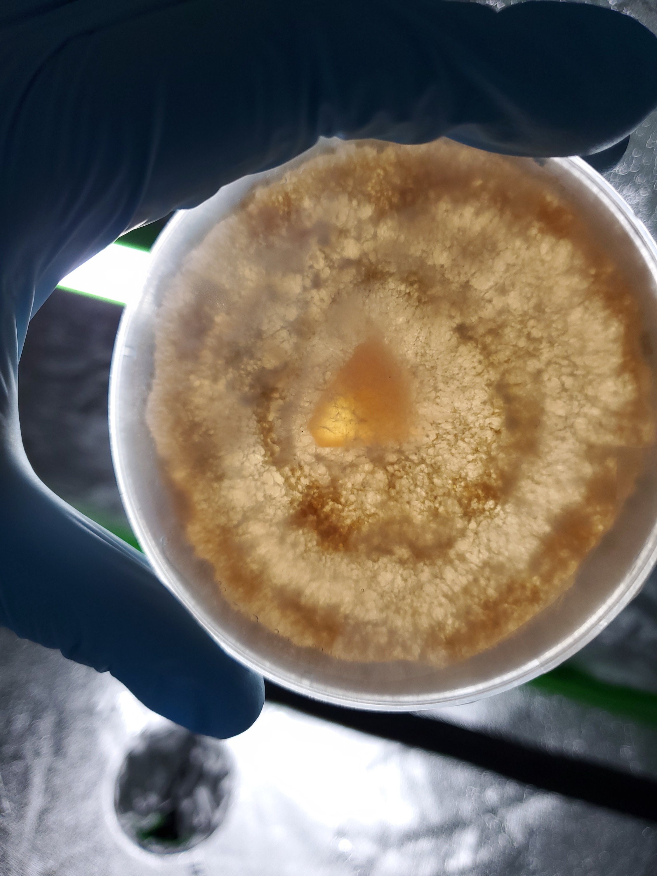 Malt Extract Agar Plates 10, Sterile, Pre-poured - Etsy
