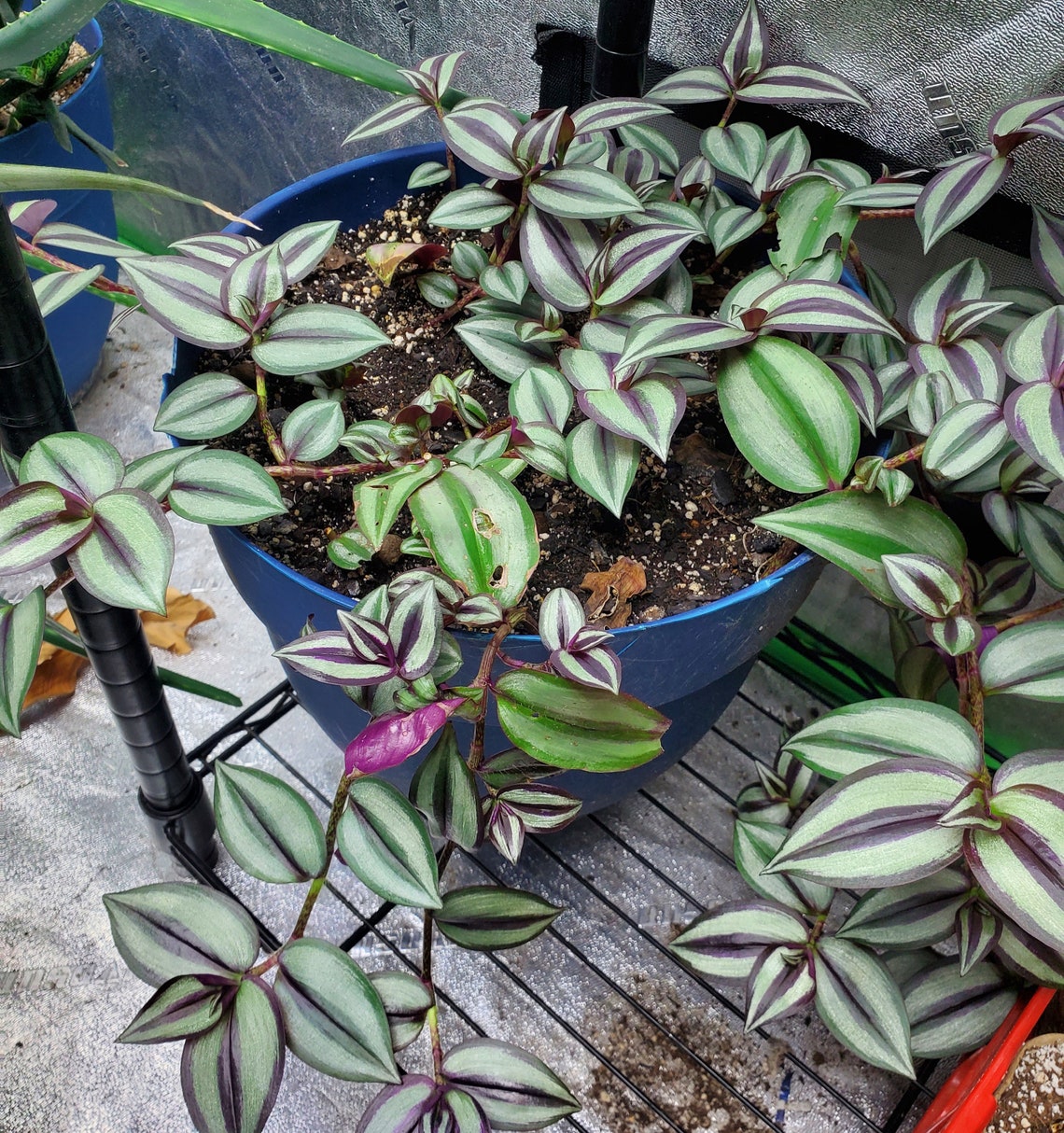 Tradescantia Zebrina Rooted - Etsy