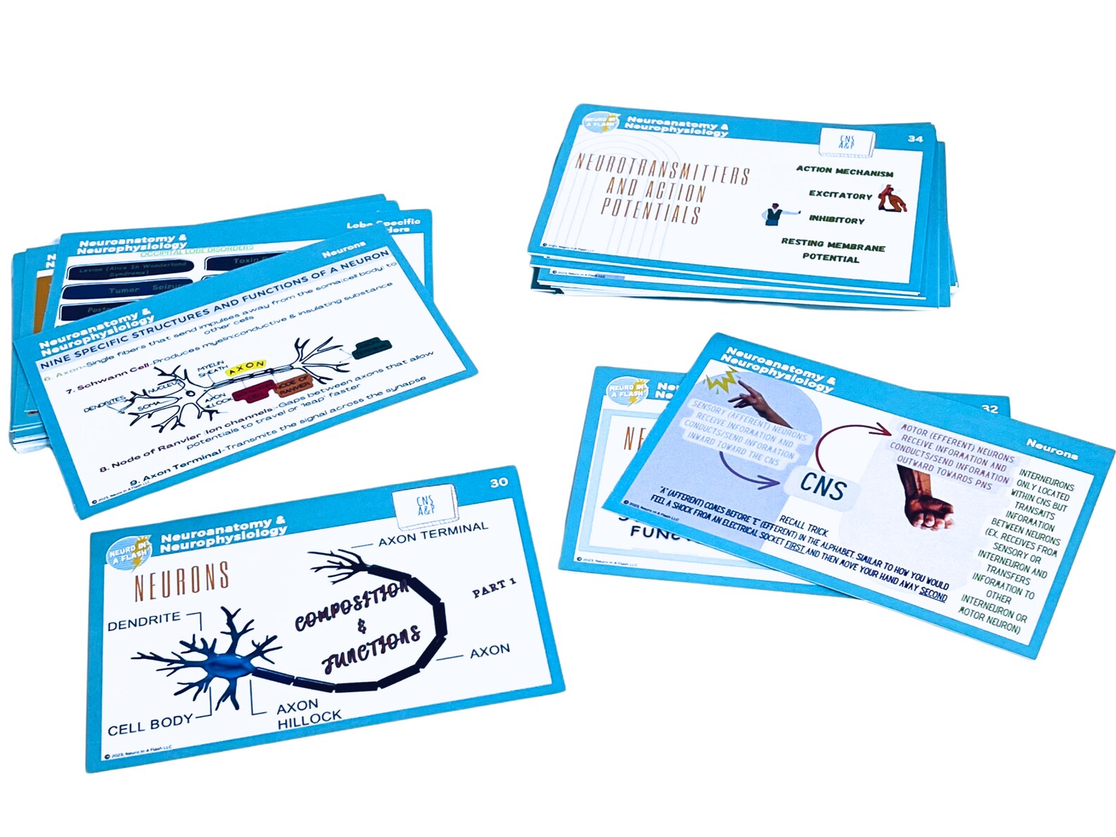 Neuroanatomy & Neurophysiology Flashcards | EEG Technologist | the ...