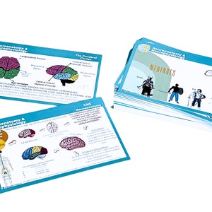 Neuroanatomy & Neurophysiology Flashcards | EEG Technologist | the ...