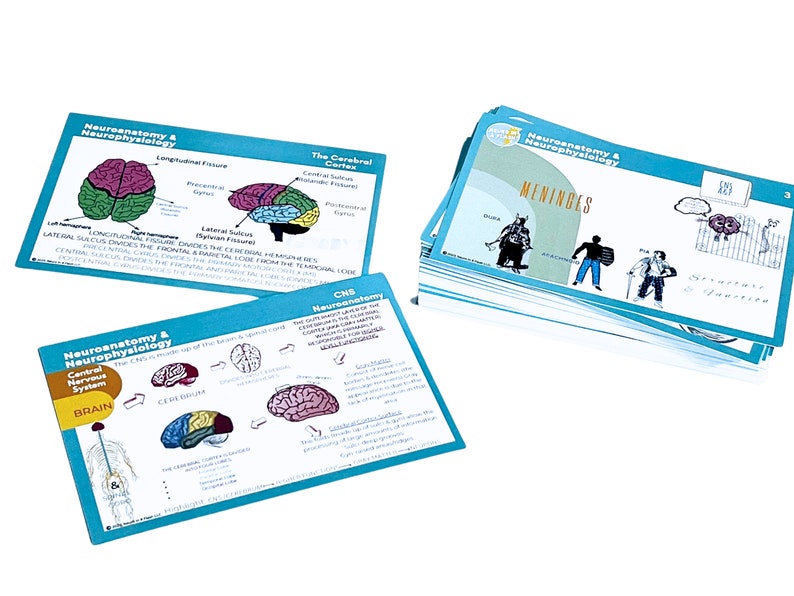 Neuroanatomy & Neurophysiology Flashcards | EEG Technologist | the ...