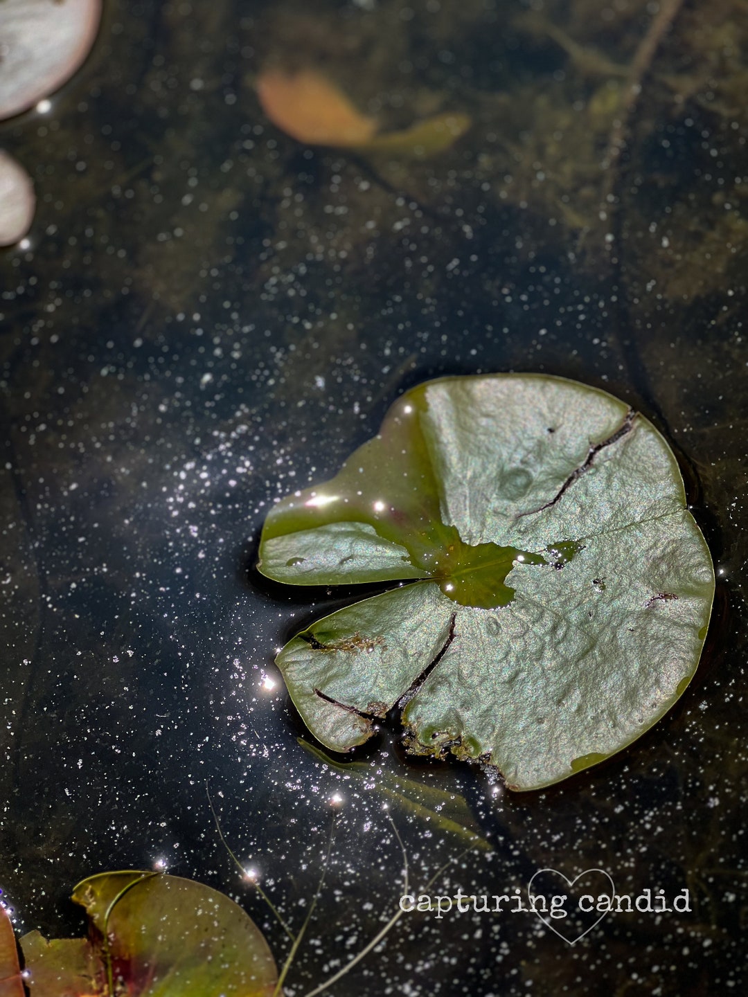 Lily Pad in the Sun, Nature Photography, Photography, Lily Photography ...