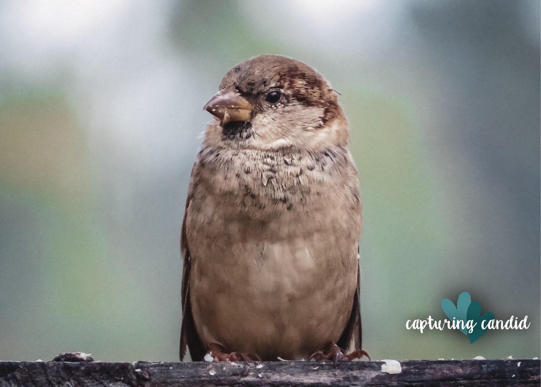 Sparrow, Sparrow Photo, Photo, Bird, Bird Photo, Sweet Sparrow, Nature ...