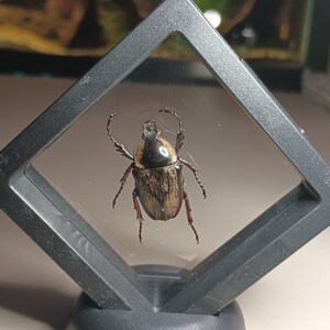 Beetlejuice Taxidermy Floating Insect - Etsy