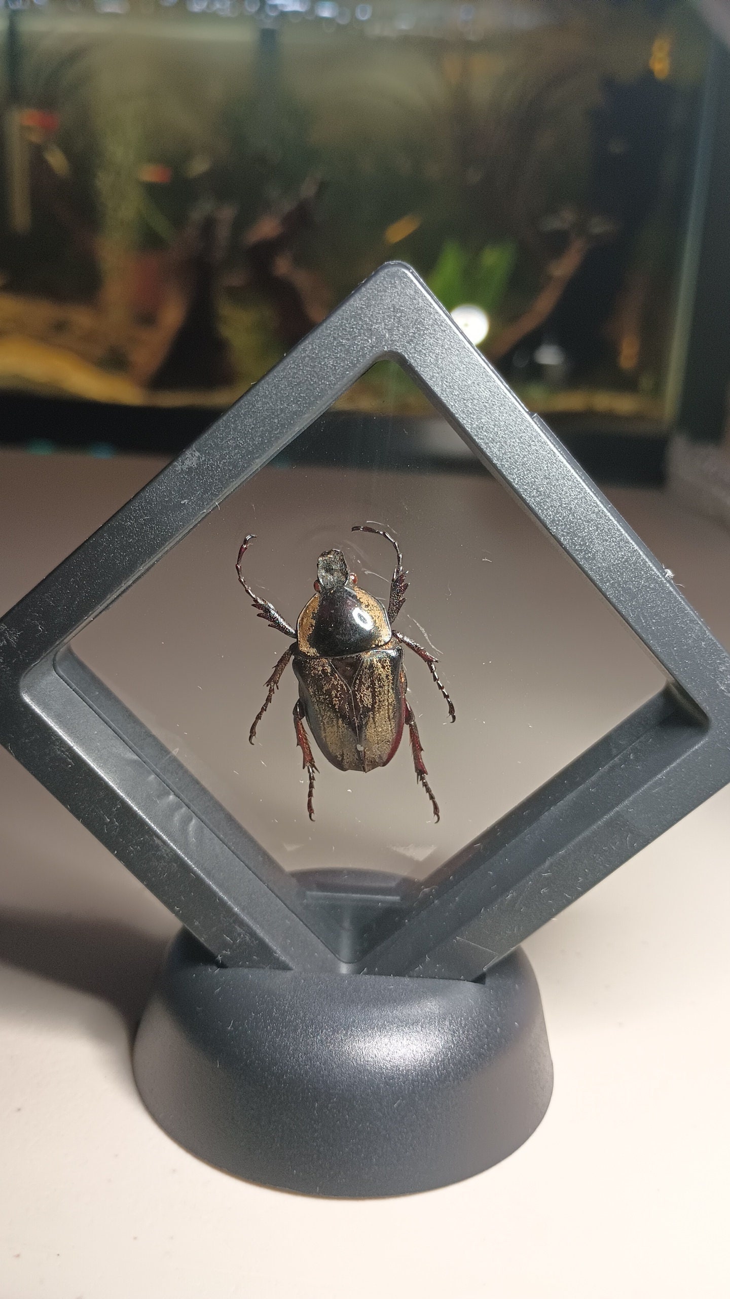 Beetlejuice Taxidermy Floating Insect Display - Etsy