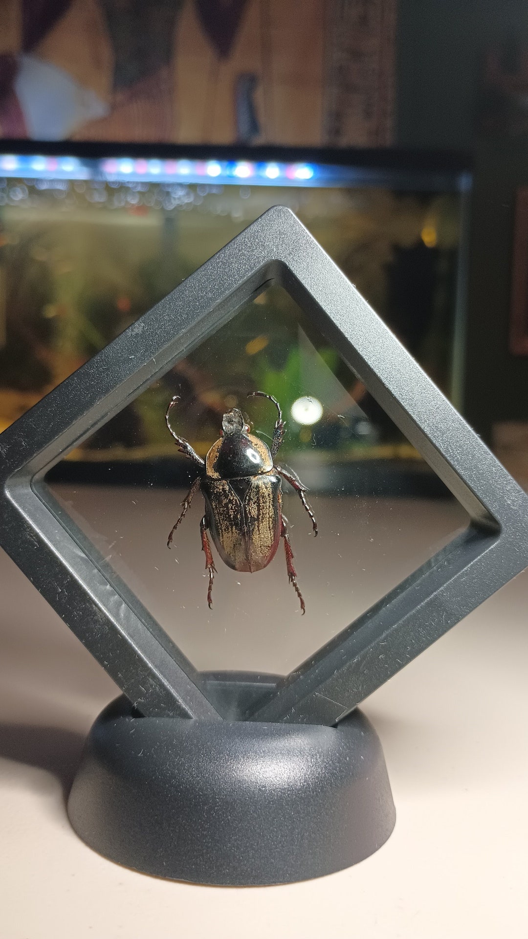 Beetlejuice Taxidermy Floating Insect - Etsy