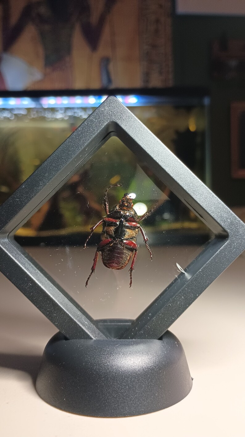 Beetlejuice Taxidermy Floating Insect Display - Etsy