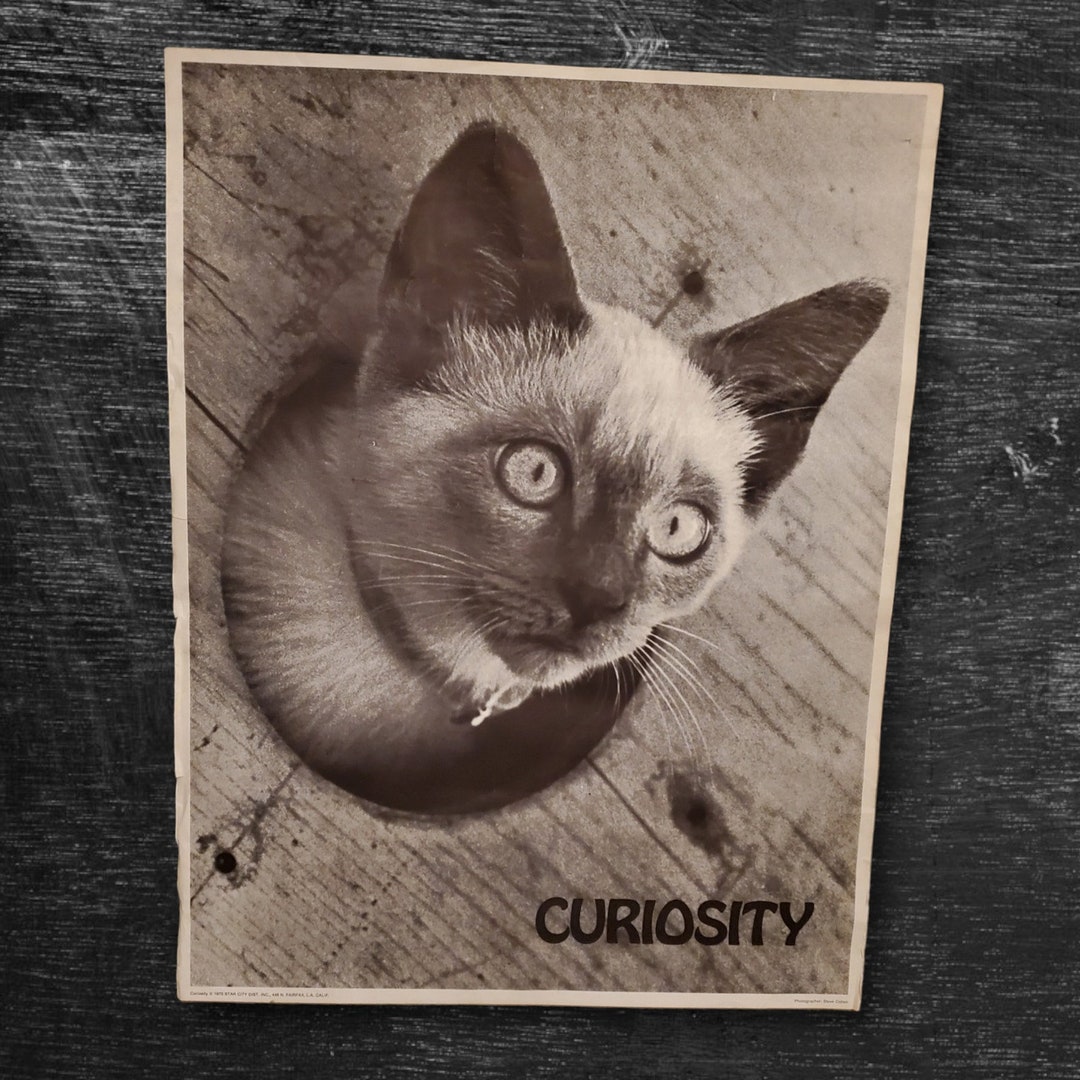 1970 Vintage curiosity Cat Poster Super Cute Original Good Condition ...