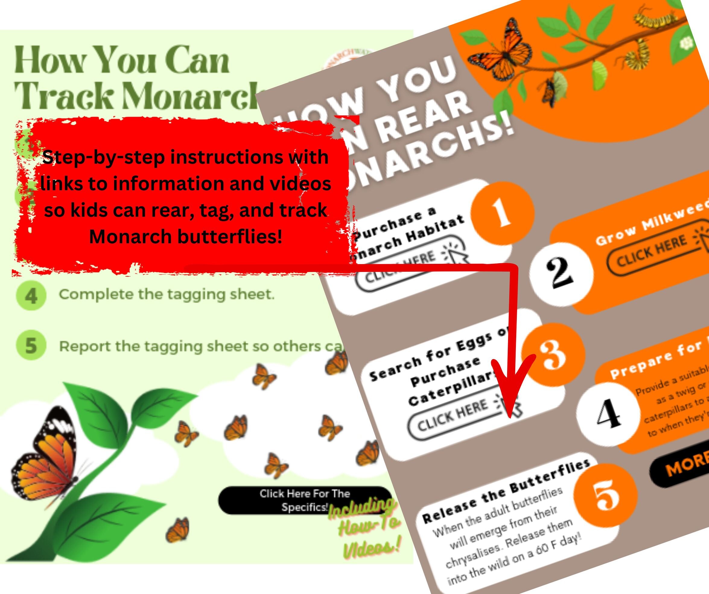 Butterfly Science Unit for School Age Homeschool Learning - Etsy