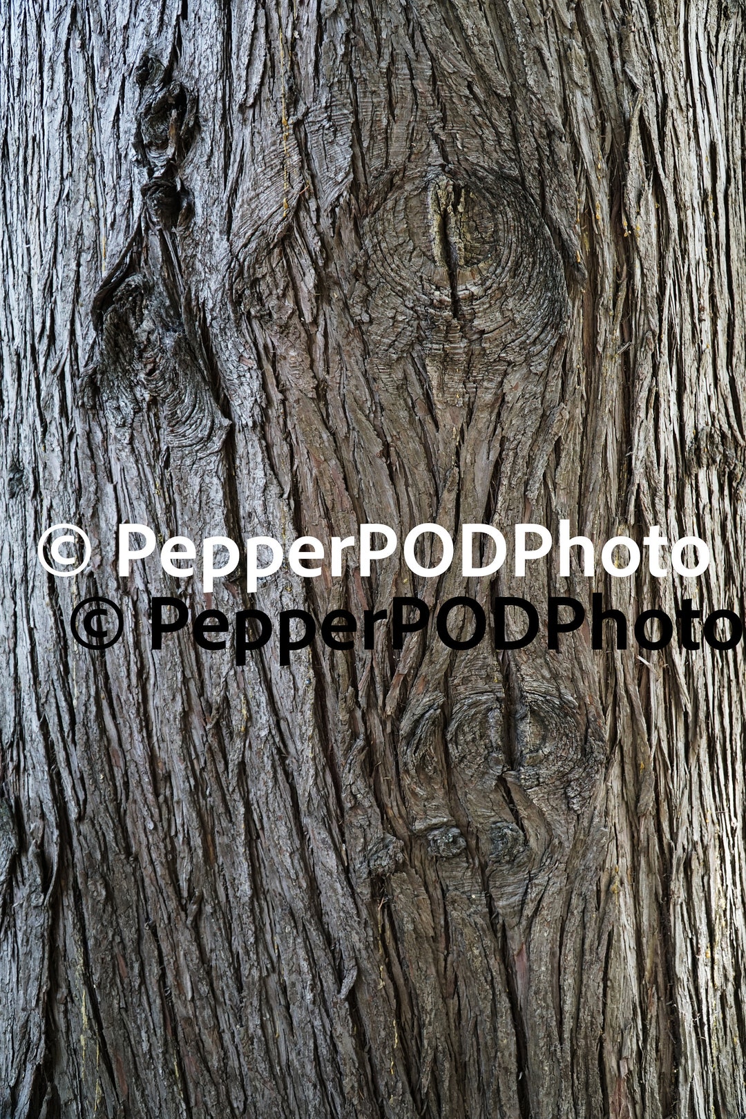 Tree Trunk PNW Pine Tree Forrest Photo Photography Wall Decor - Etsy