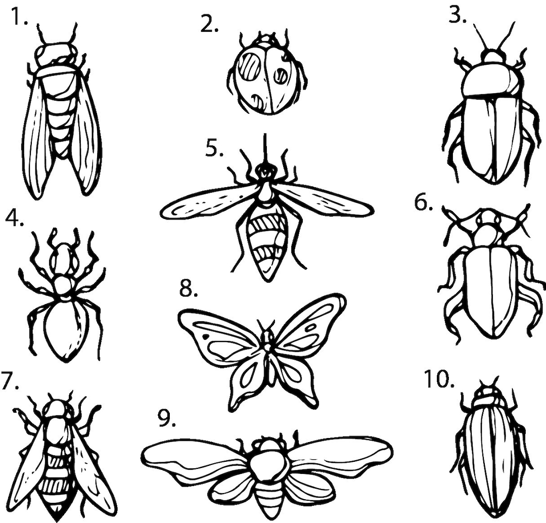 Pre-cut Ready to Use Bug Tattoo Stencil Designs Set of 4 - Etsy