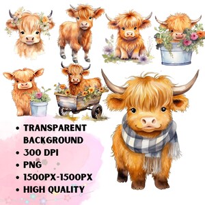 Highland Baby Cow Watercolor Clipart, Cow PNG Bundle, Highland Cow ...