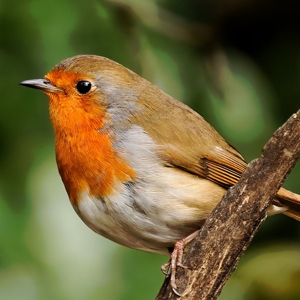 Robin Photo Frame - Etsy UK