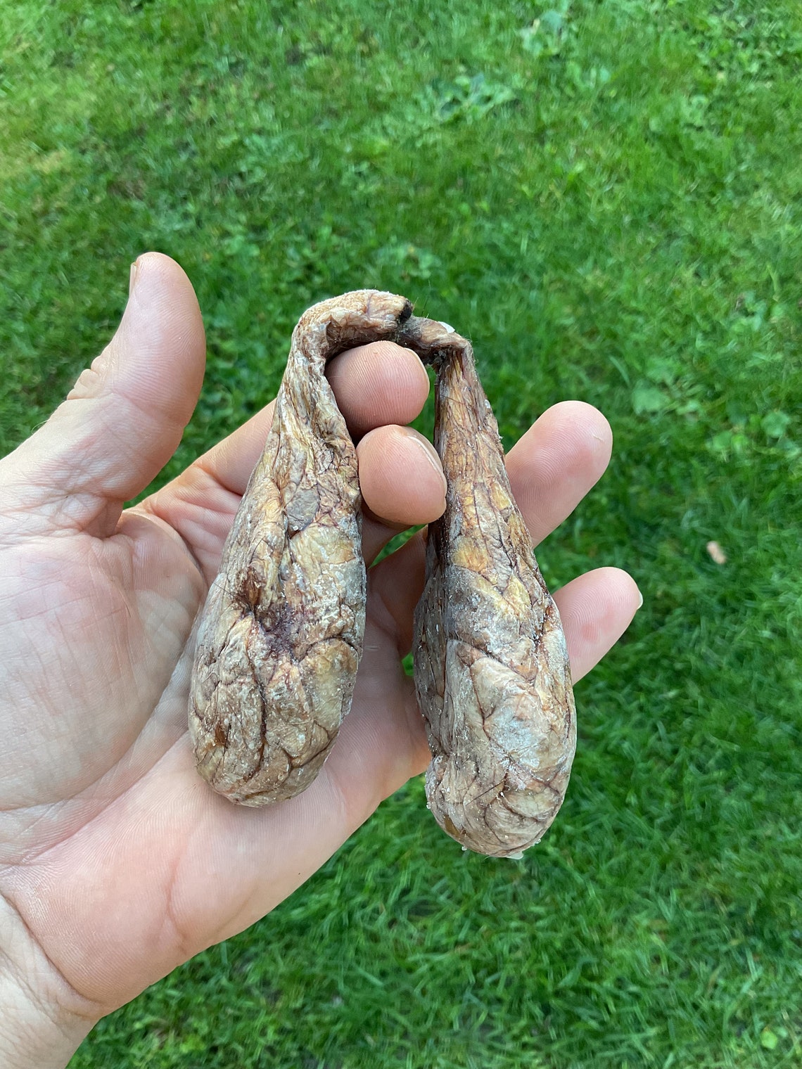 Castoreum, Canadian Beaver Castor, Musk Perfume Tincture Ingredients ...