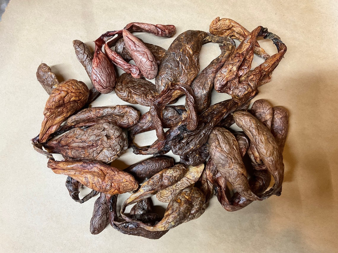 Castoreum, Canadian Beaver Castor, Musk Perfume Tincture Ingredients ...