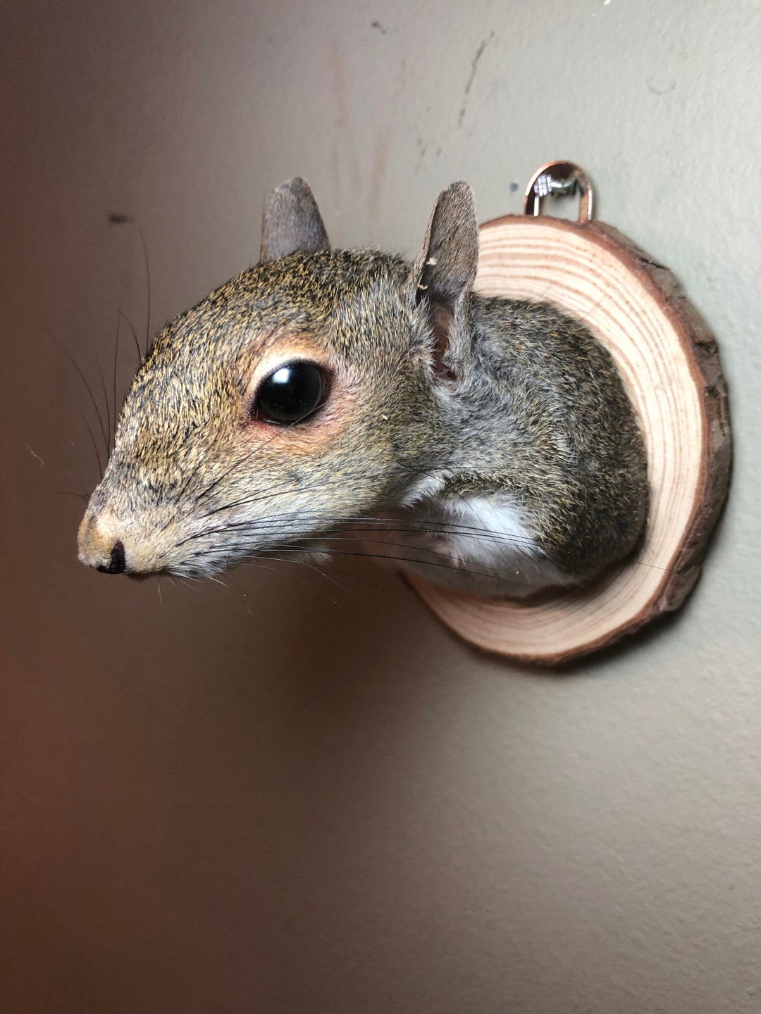 Squirrel Head Taxidermy Mount - Etsy