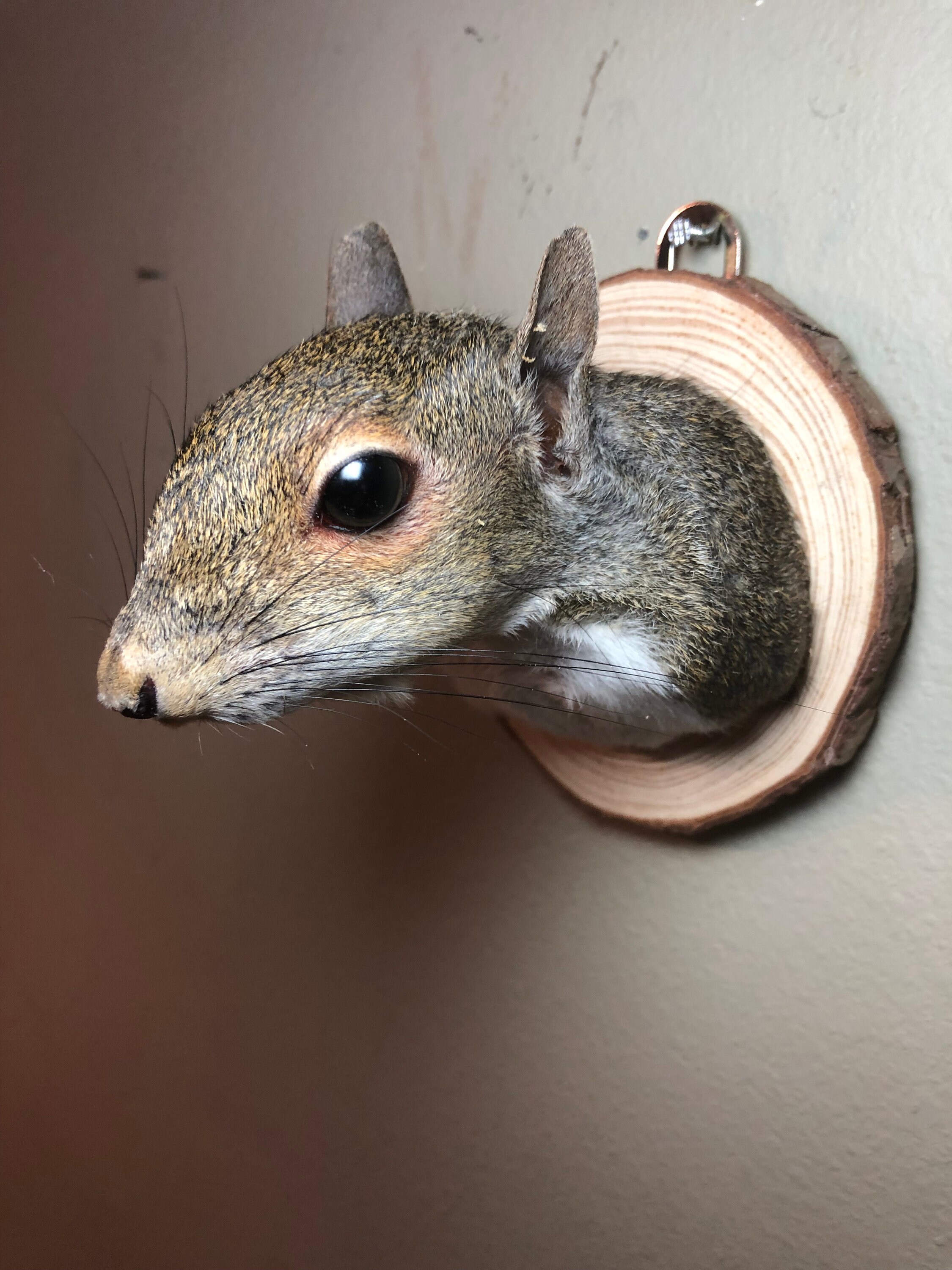 Squirrel Head Taxidermy Mount - Etsy