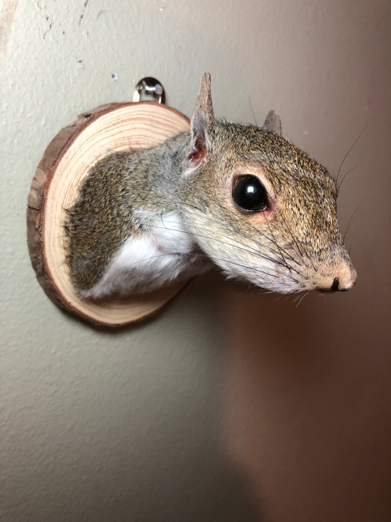 Squirrel Head Taxidermy Mount - Etsy