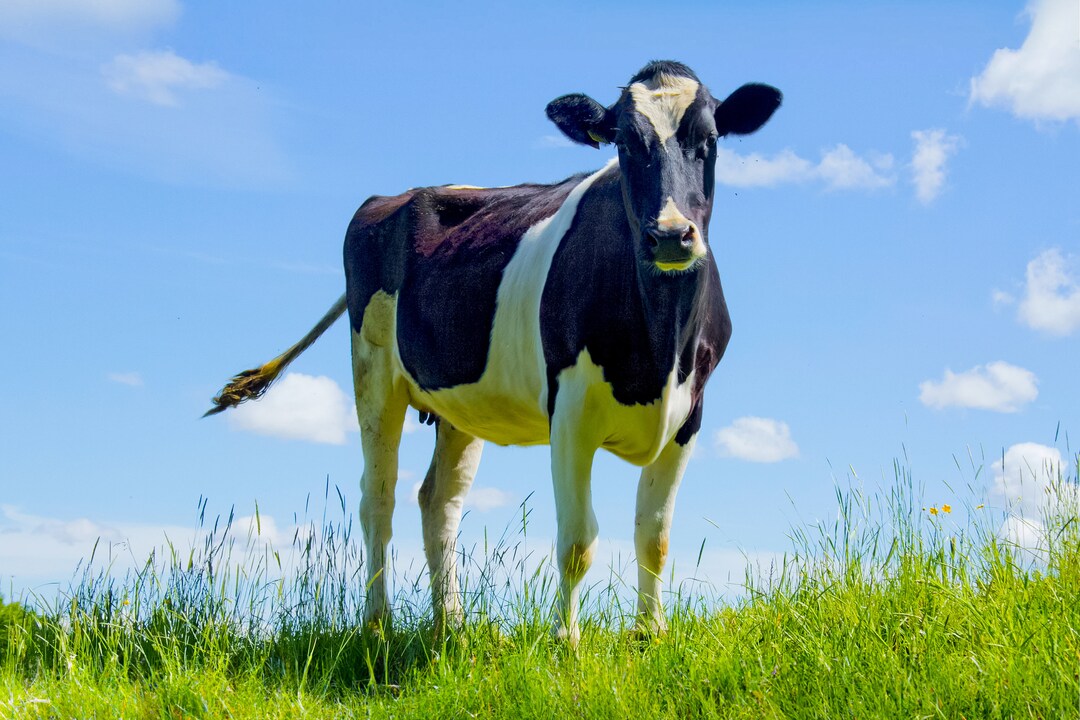 Daisy the Cow - Etsy