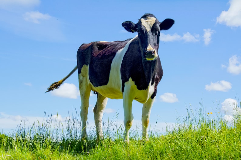 Daisy the Cow - Etsy