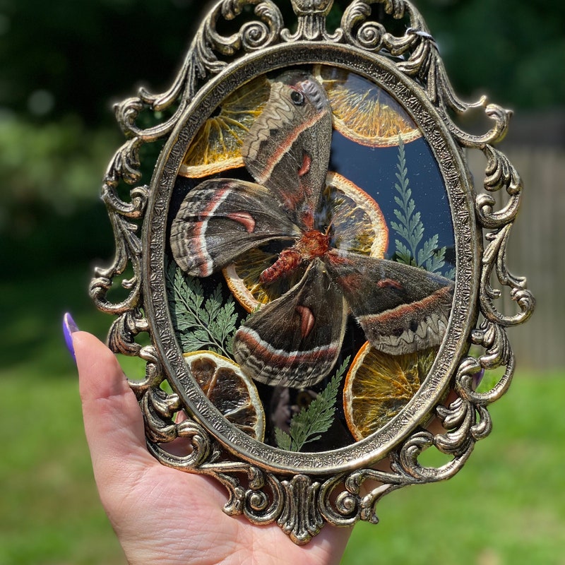Moth in Frame - Etsy