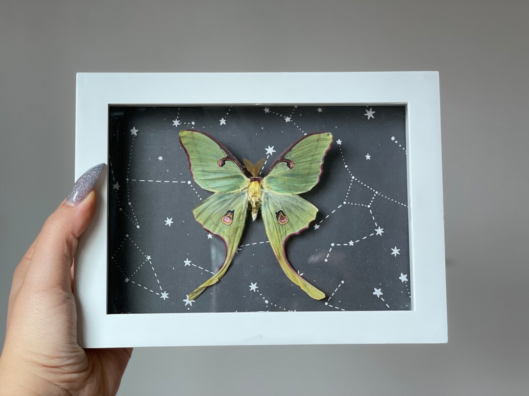 Real Luna Moth in Shadow Box Frame - Etsy