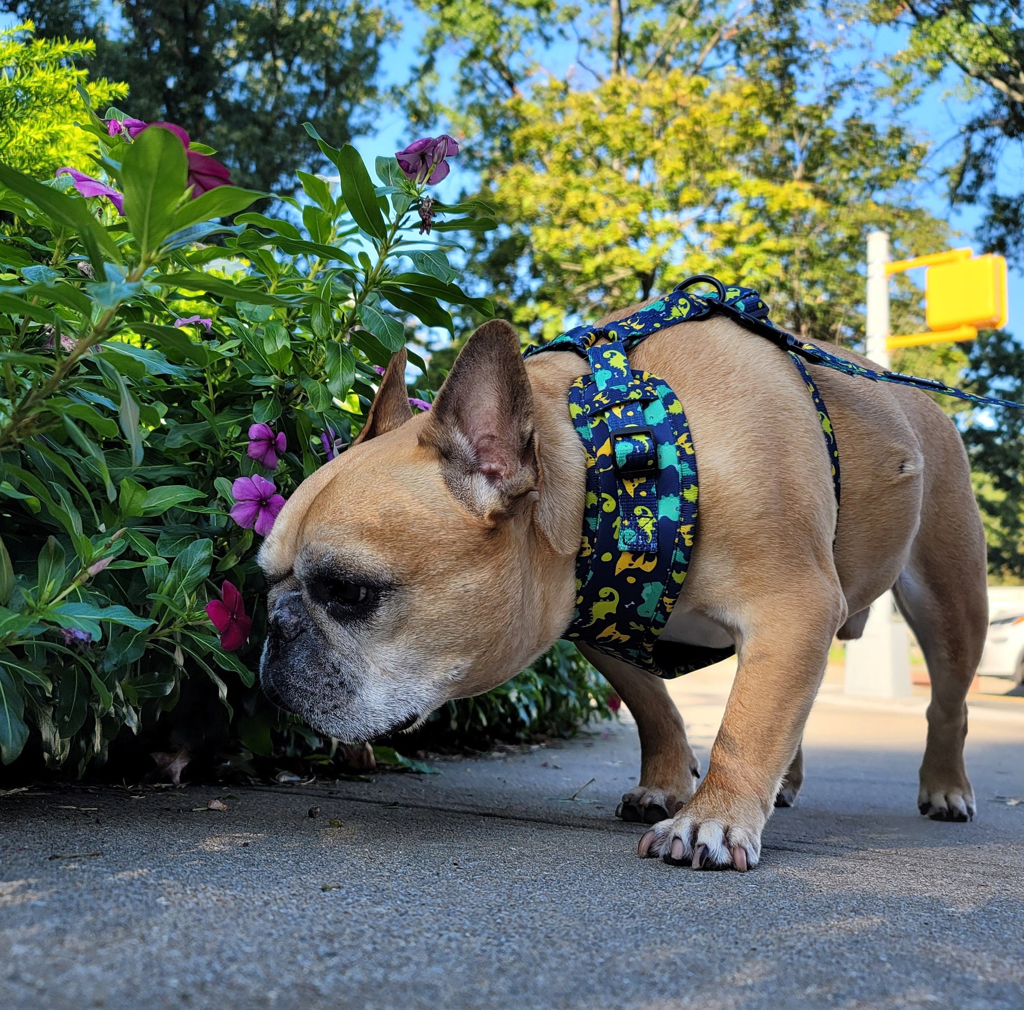 Dinosaur Harness & Leash Set for Dogs - Jurassic Bark Collection, Dino ...