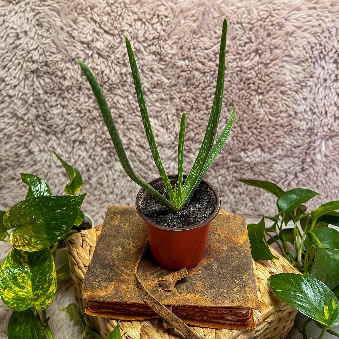 LIVE Aloe Vera aloe Barbadensis Miller Plant in 4 Pot - Etsy