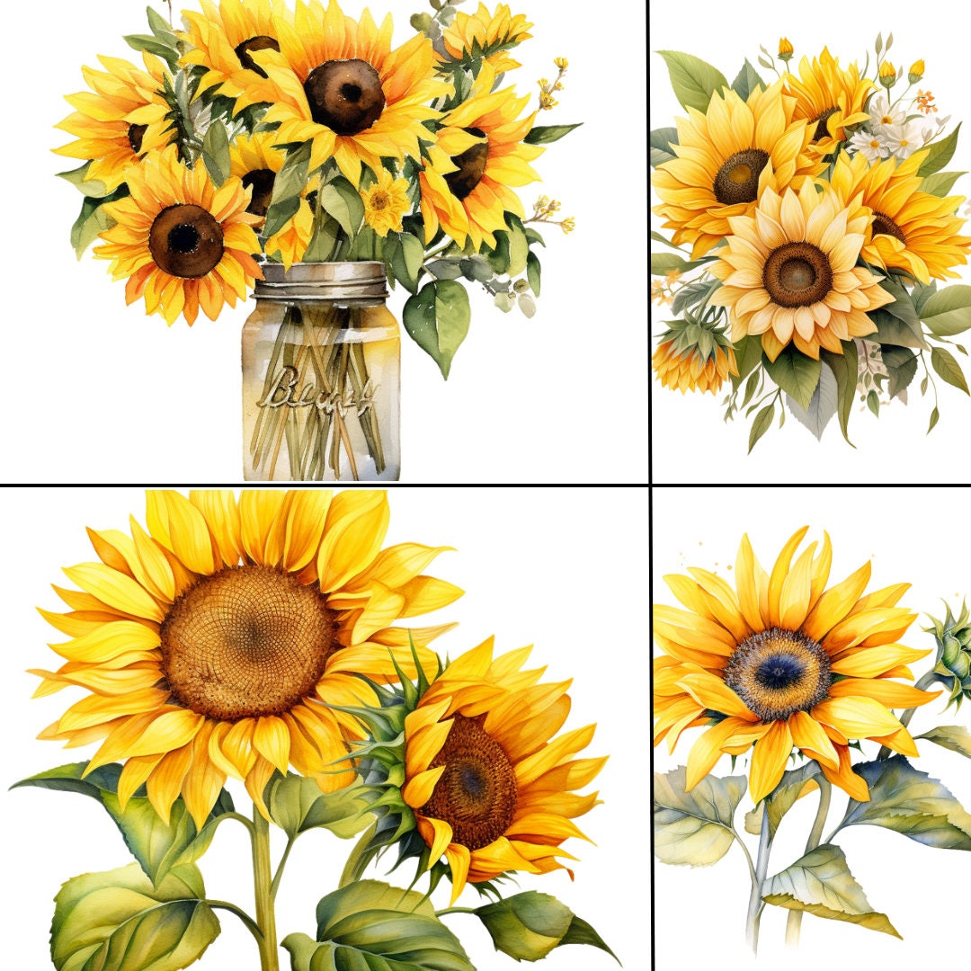 Watercolor Floral Sunflowers Clipart, PNG, Commercial Use, Digital ...