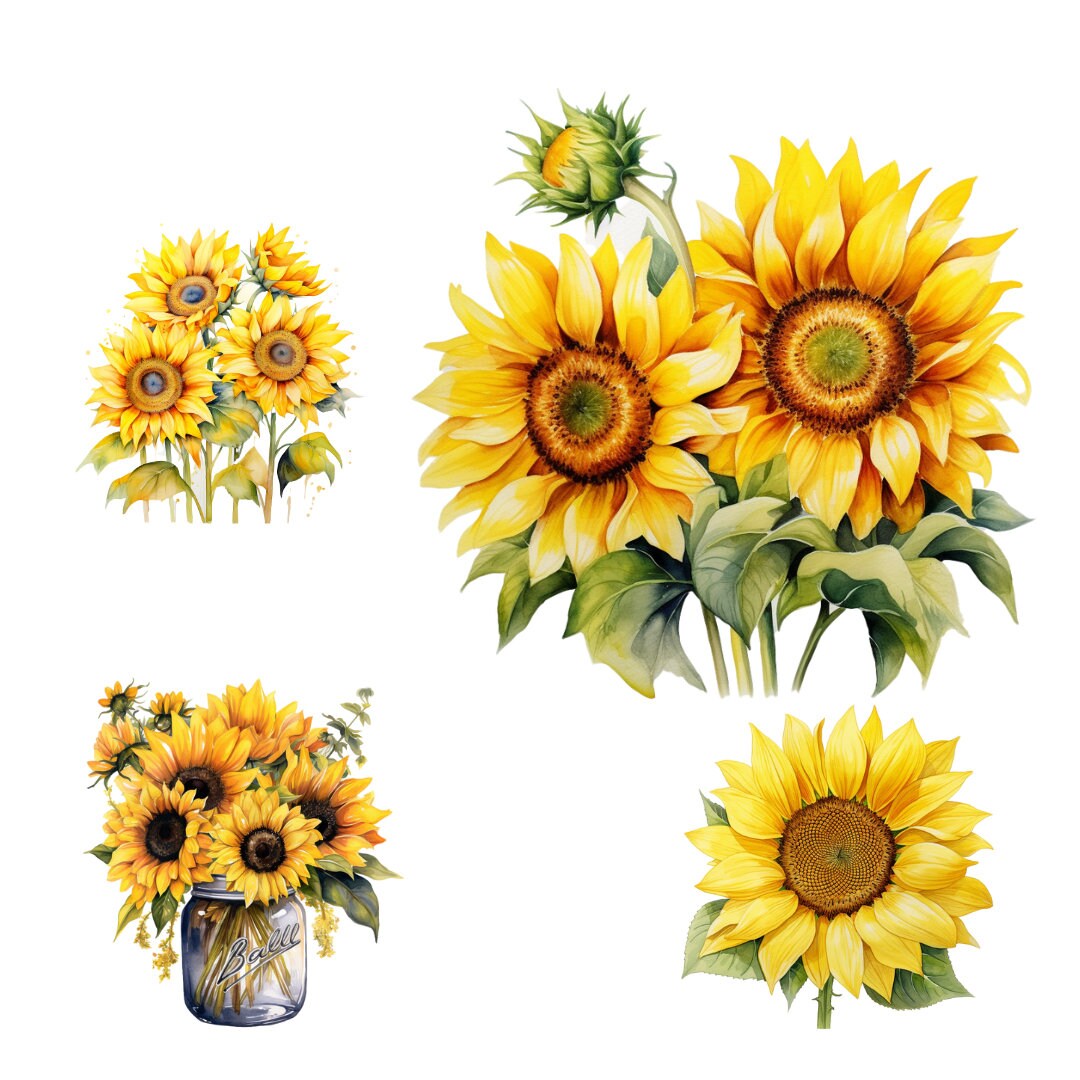 Watercolor Floral Sunflowers Clipart, PNG, Commercial Use, Digital ...