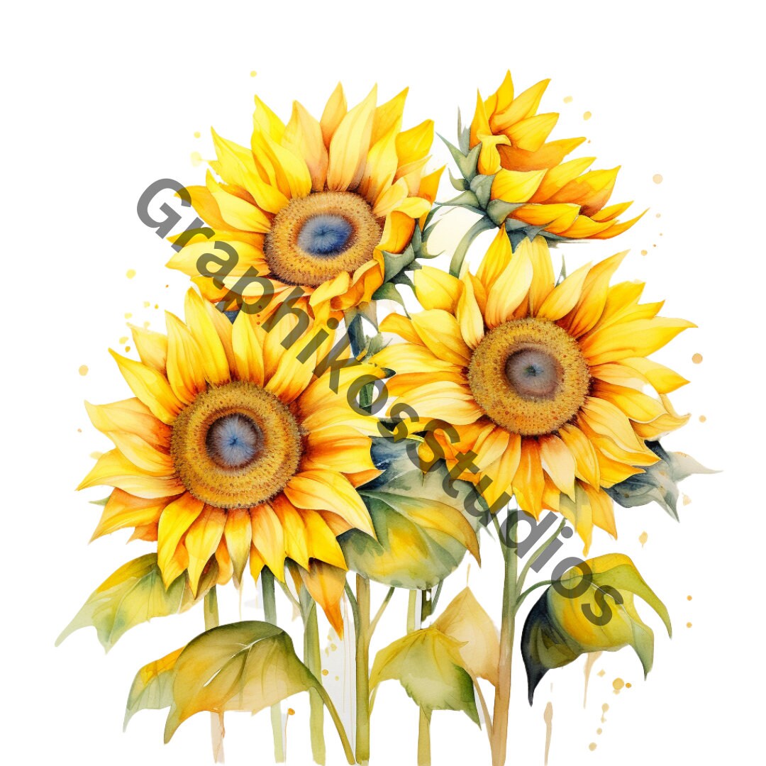 Watercolor Floral Sunflowers Clipart, PNG, Commercial Use, Digital ...