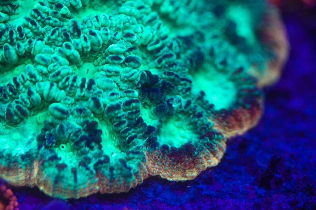 JF Psycho Rainbow Rim Favia - Etsy