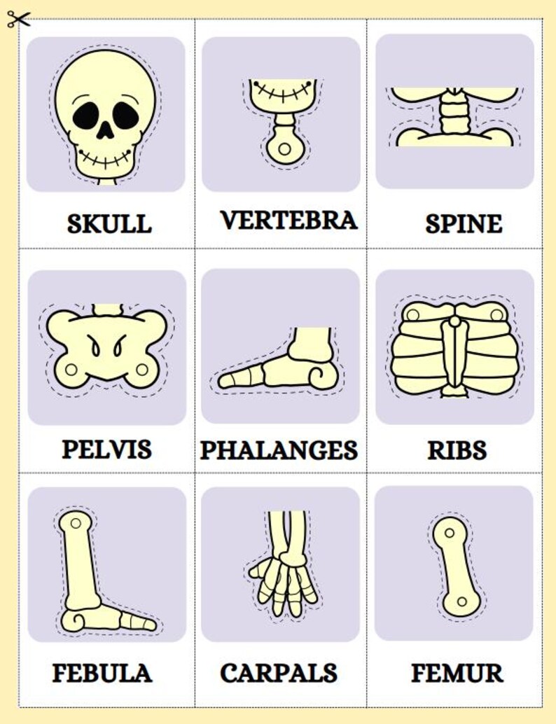 Human Anatomy Busy Book: A 41 PDF Pages ,fun Activities & Learning for ...