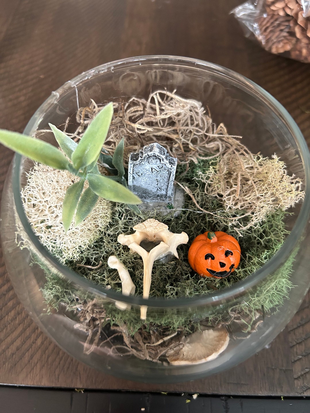 Real Bone Graveyard Terrariums - Etsy