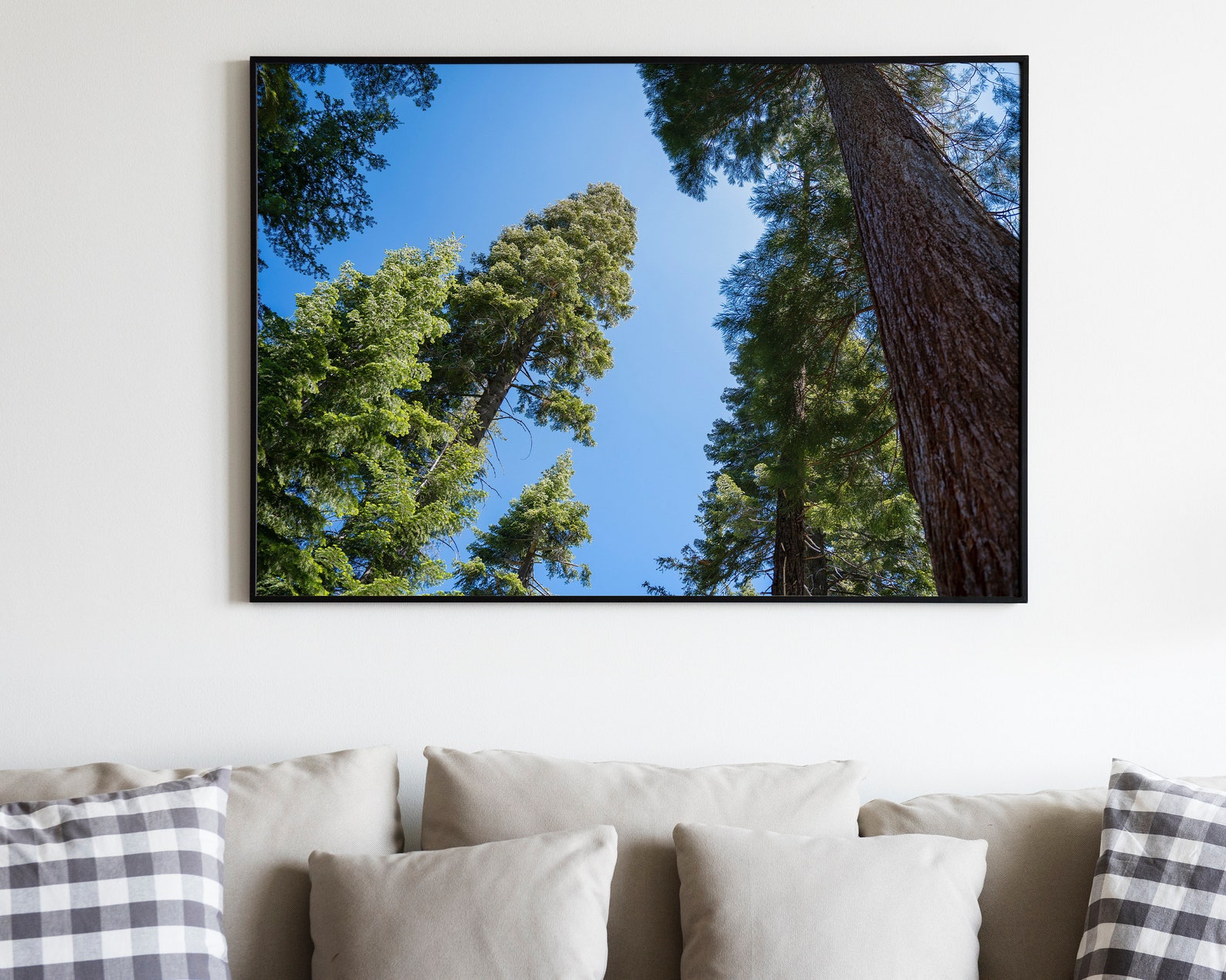 Tall Redwood Trees, Lake Tahoe, Instant Download, Mount Tallac, South ...