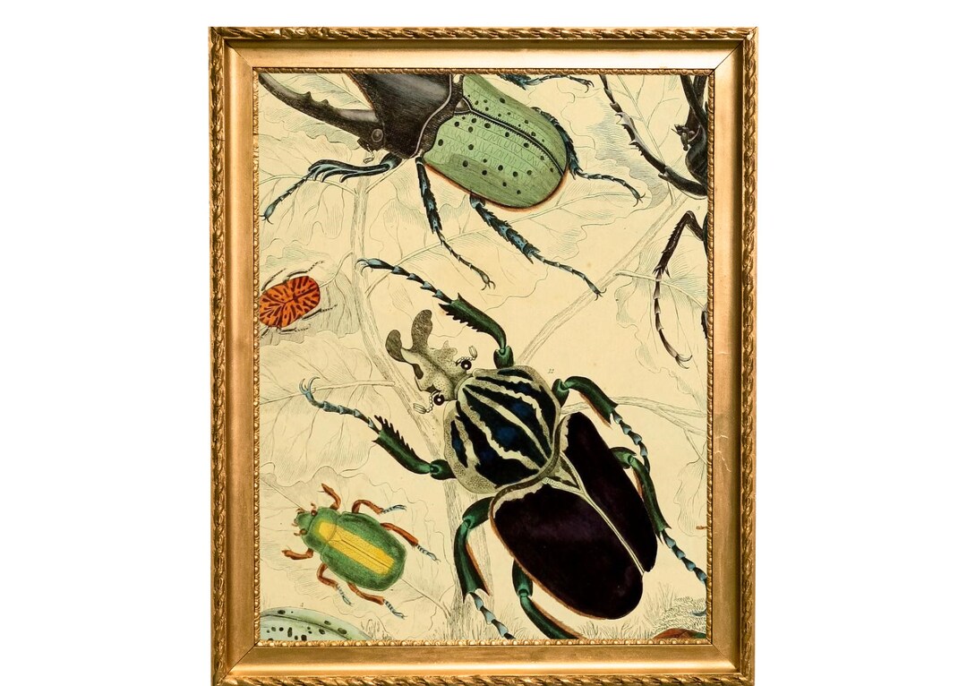 A Vintage 19th Century Beetle Print Printable Bug Aged Home - Etsy