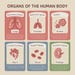 Internal Organs Internal Organs Flashcards Printable Science Flashcards ...