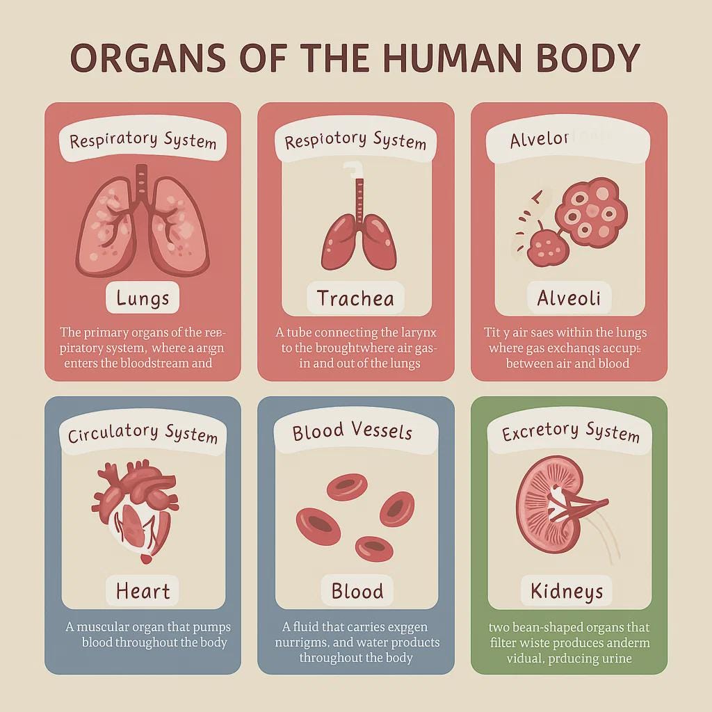 Internal Organs Internal Organs Flashcards Printable Science Flashcards ...