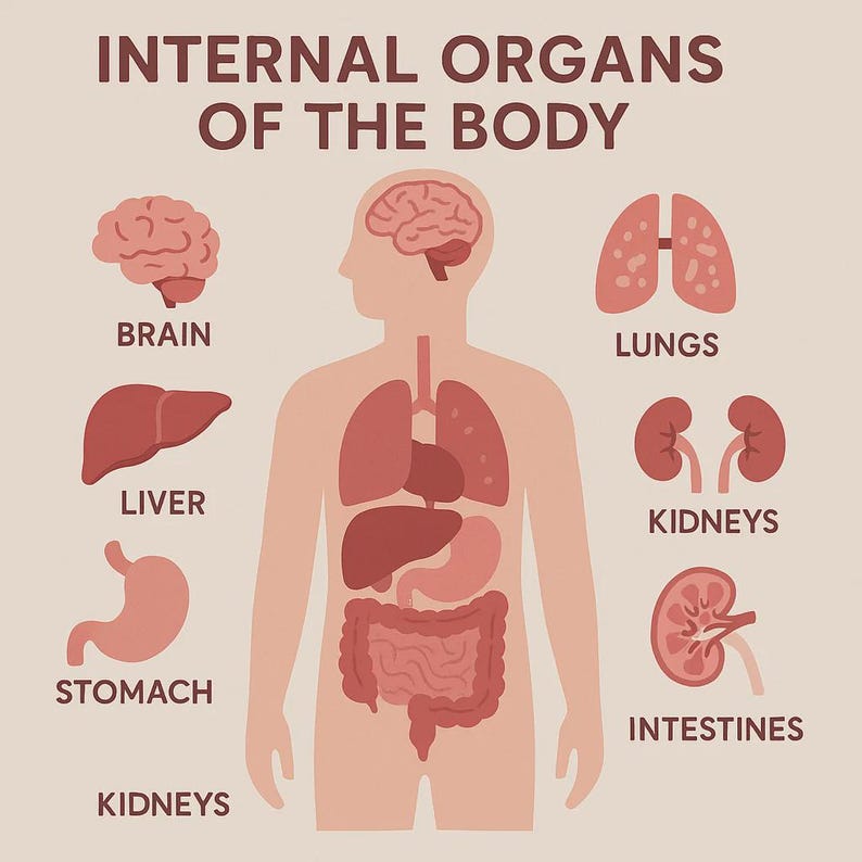 Internal Organs Internal Organs Flashcards Printable Science Flashcards ...