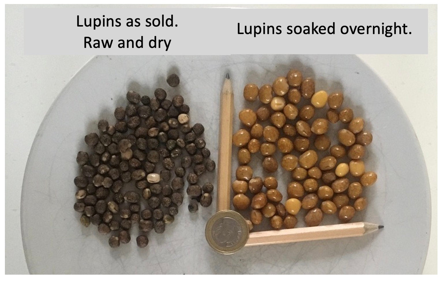 Edible Sweet 'blue' Lupins (lupins Agustifolias). Lupini Beans Lupin ...